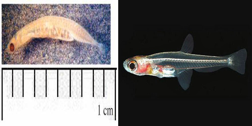 Fakta Unik Tentang Hewan - Coretan AA Anwar