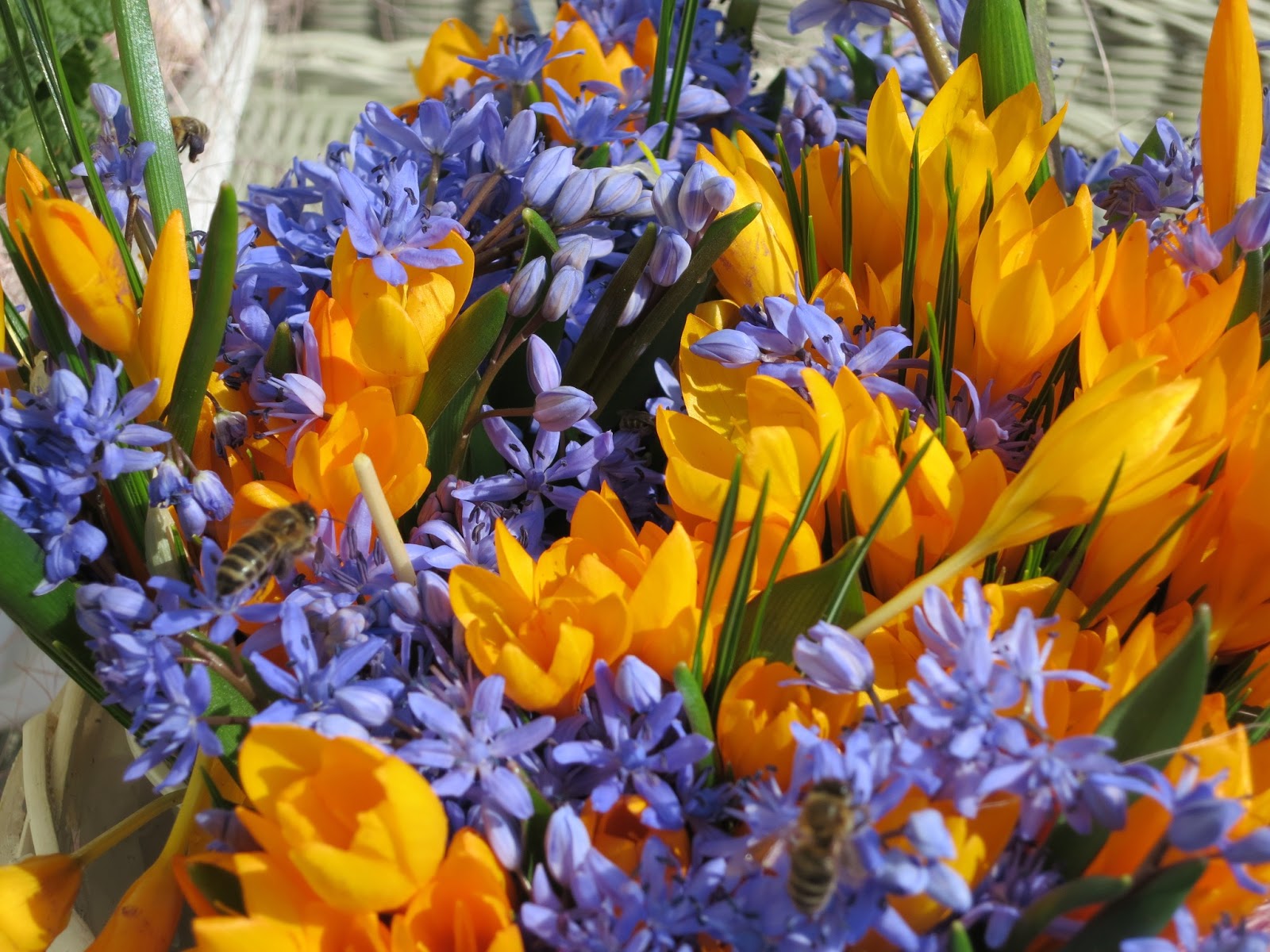 Călătorii cu copii: Brânduşe şi viorele în Pădurea Râioasa