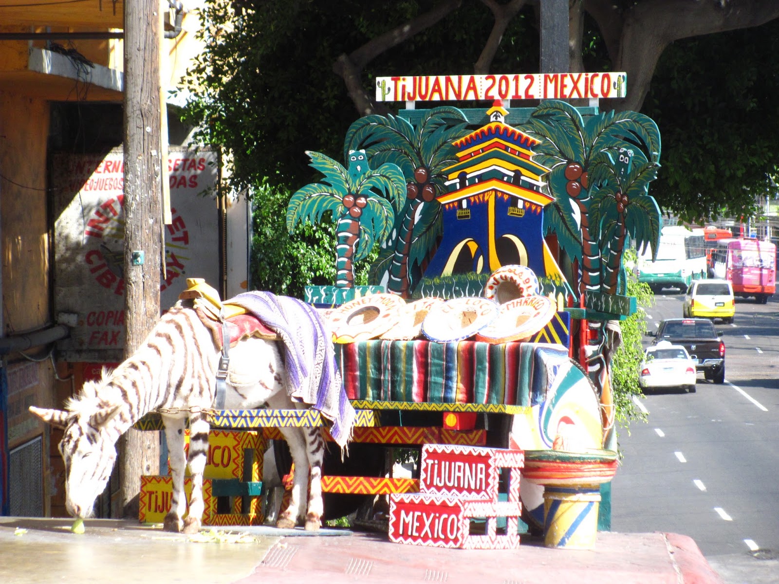 Tijuana Zonkey’s bring smiles and an uncertain future