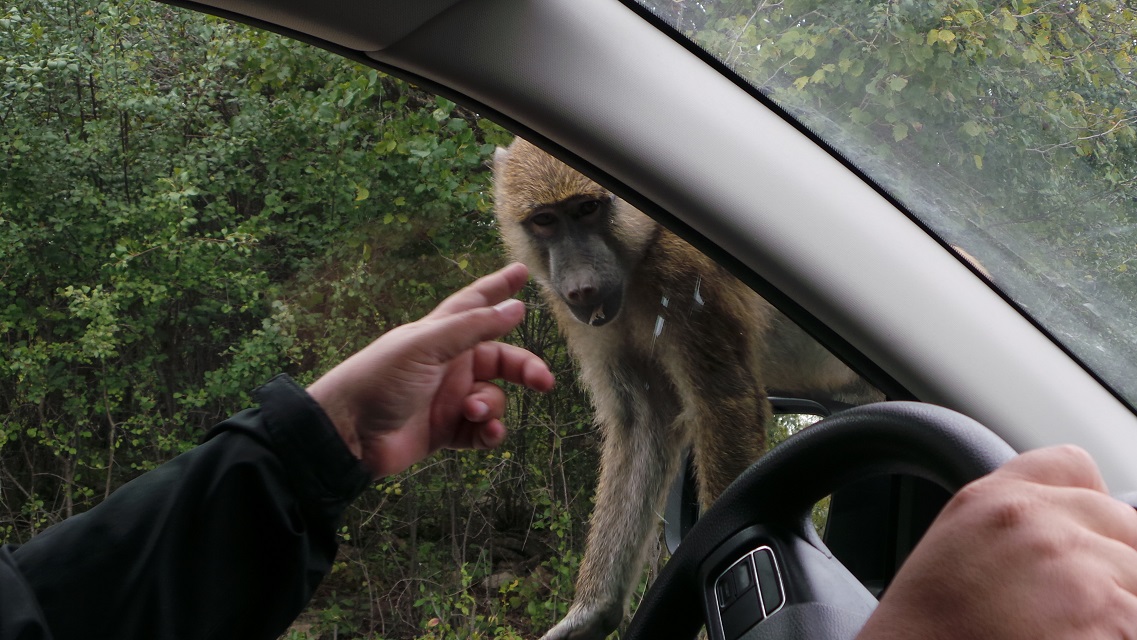 A September Visit to African Lion Safari - Maple Leaf Mommy