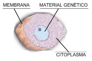 Biología-primer semestre: Citoplasma y Citoesqueleto