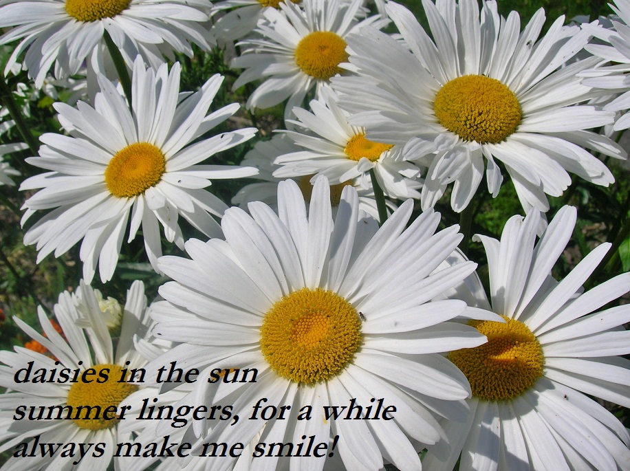 Take A Happy Break!: Daisy Haiku: Smiling Flower Faces!