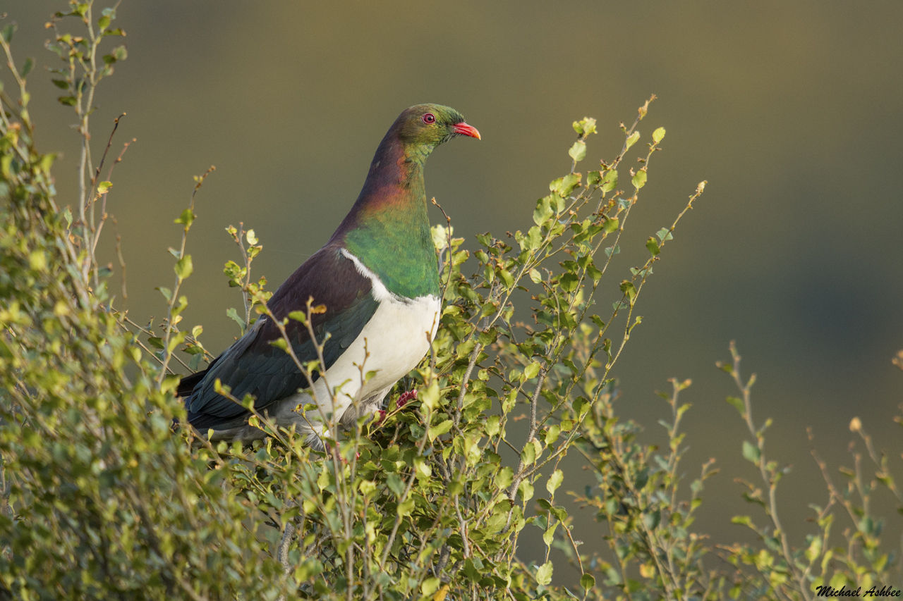 Amber's Blog: Adventures in Birding - Bush Birds of Banks Peninsula