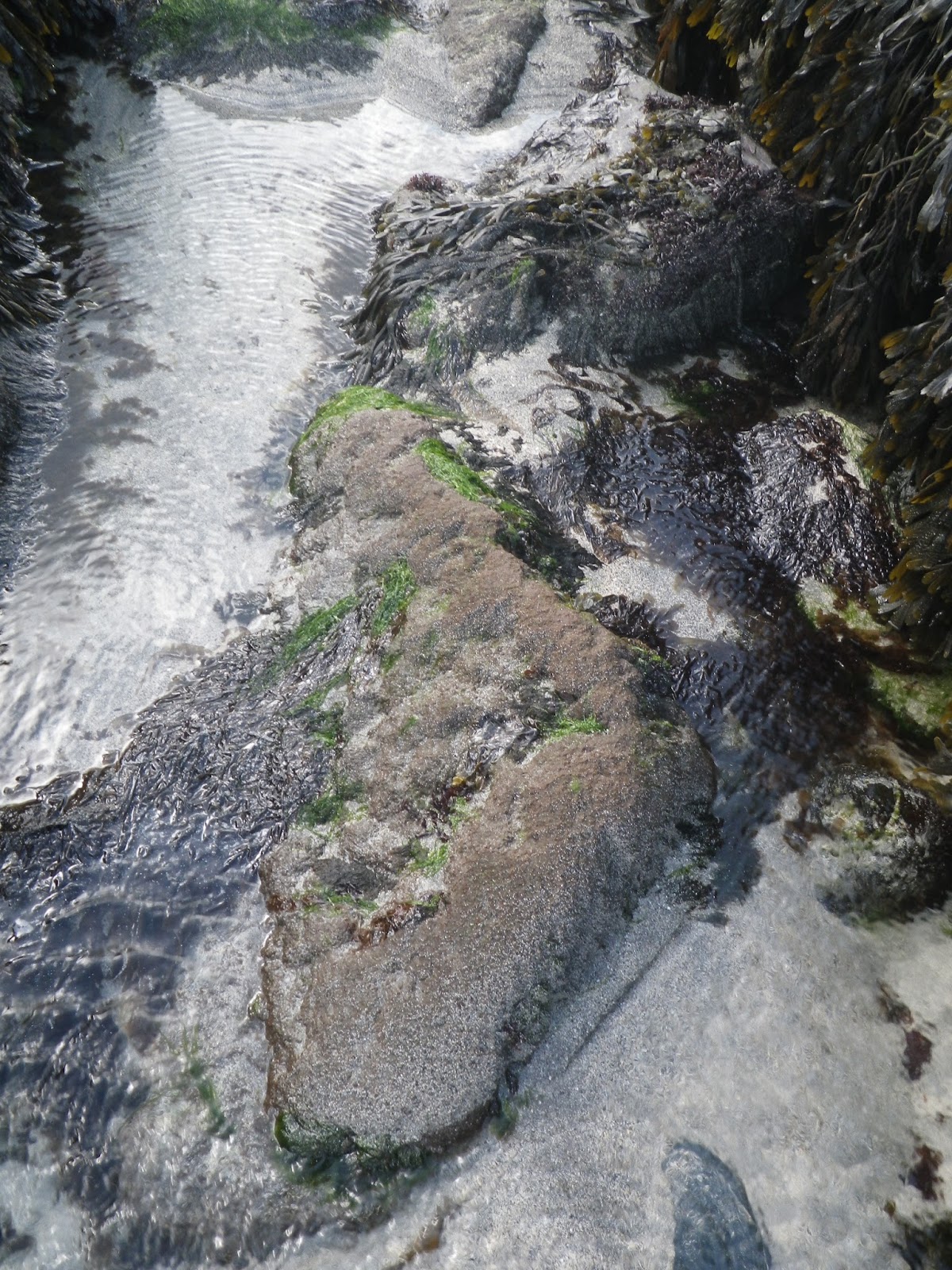 Rock Pooling: Rock pooling destination: Bay of Laig, Eigg May 2013