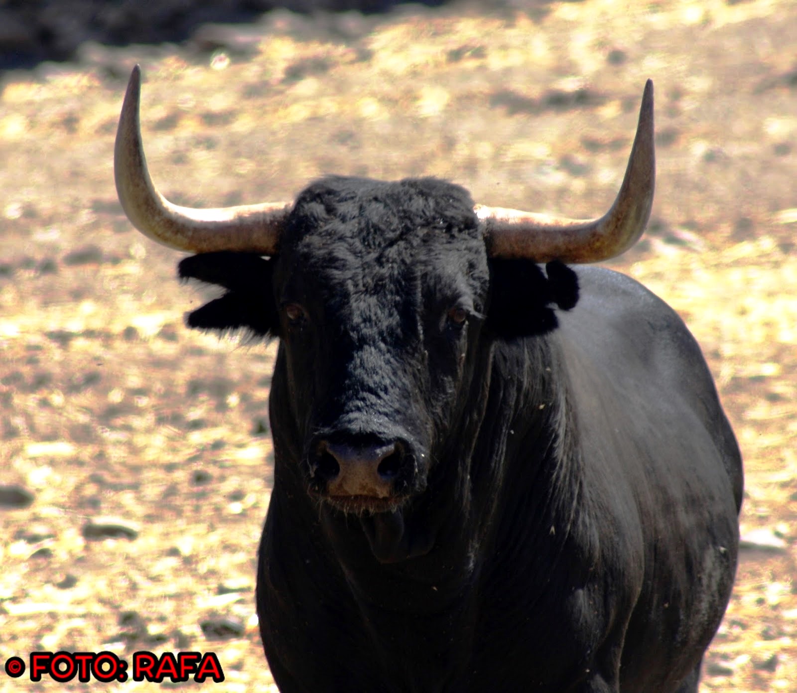 Toreo en Red Hondo: LAS VERDADES DEL TOREO DE VERDAD (10): CAÑABATE