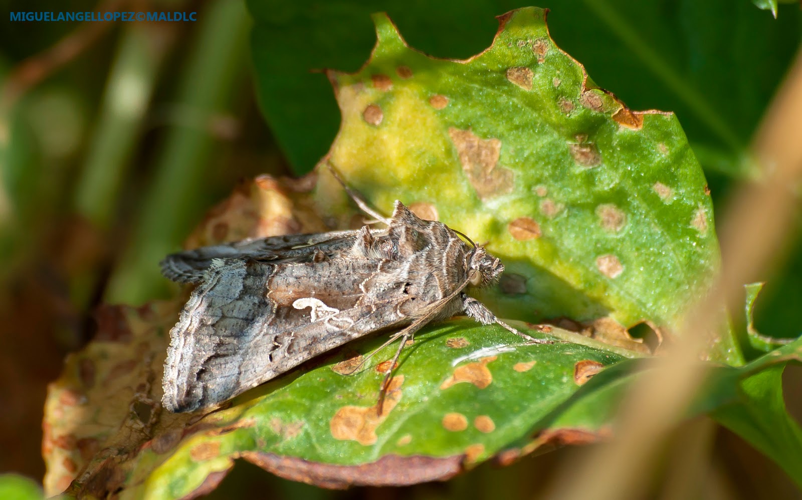 Perimetros--Flora y Fauna de Rota(Cadiz): Plusia - Autograha gamma