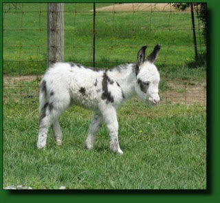 Designed By Kathy Myers: Miniature Donkey (mink)