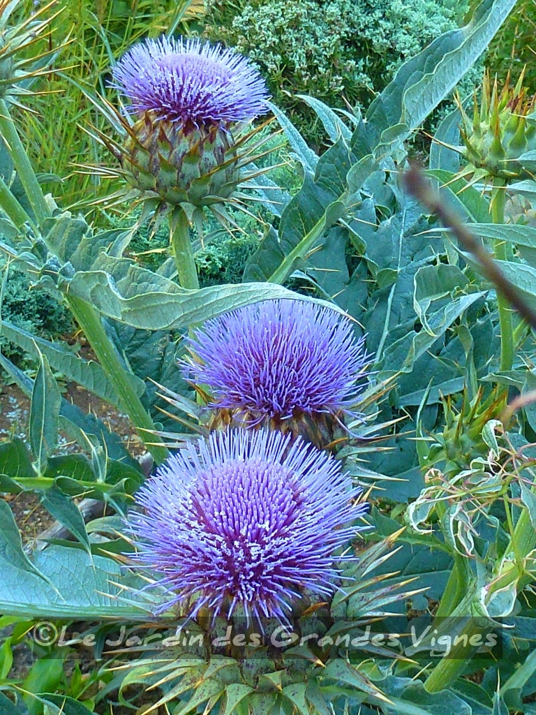 LE JARDIN DES GRANDES VIGNES: Cardon bleu