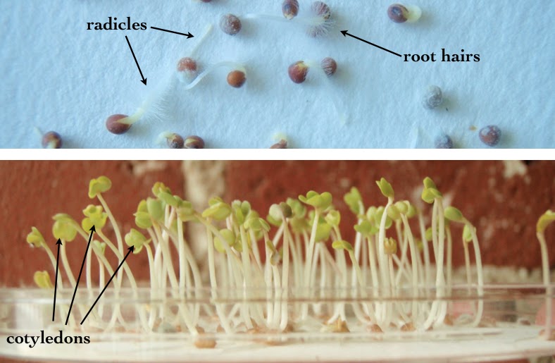 wintergreens: Germinating seeds: radicles