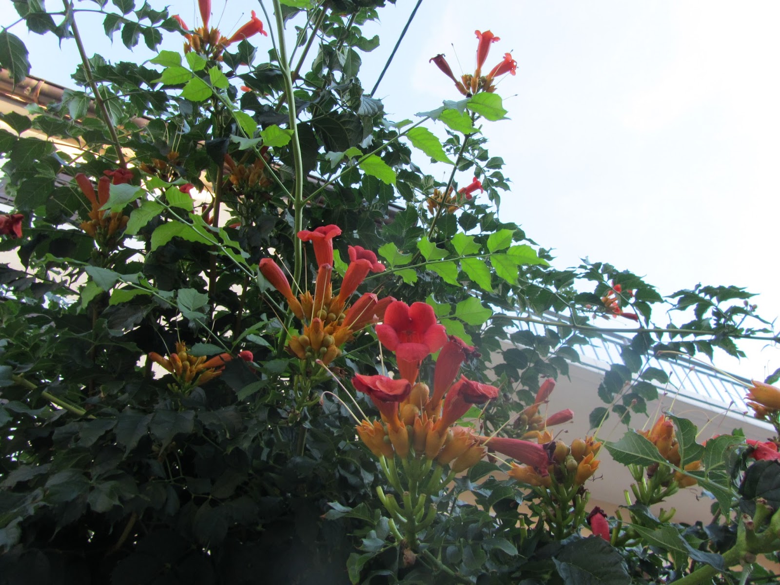Bignonia (Campsis radicans), Come Coltivare un Rampicante dai Fiori ...