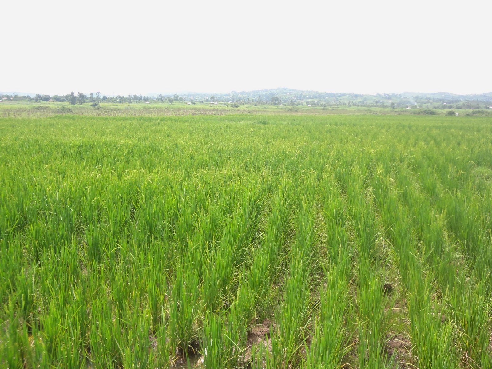NDHIWA MAARIFA CENTRE: Upland rice adoption in Pala Koguta division ...