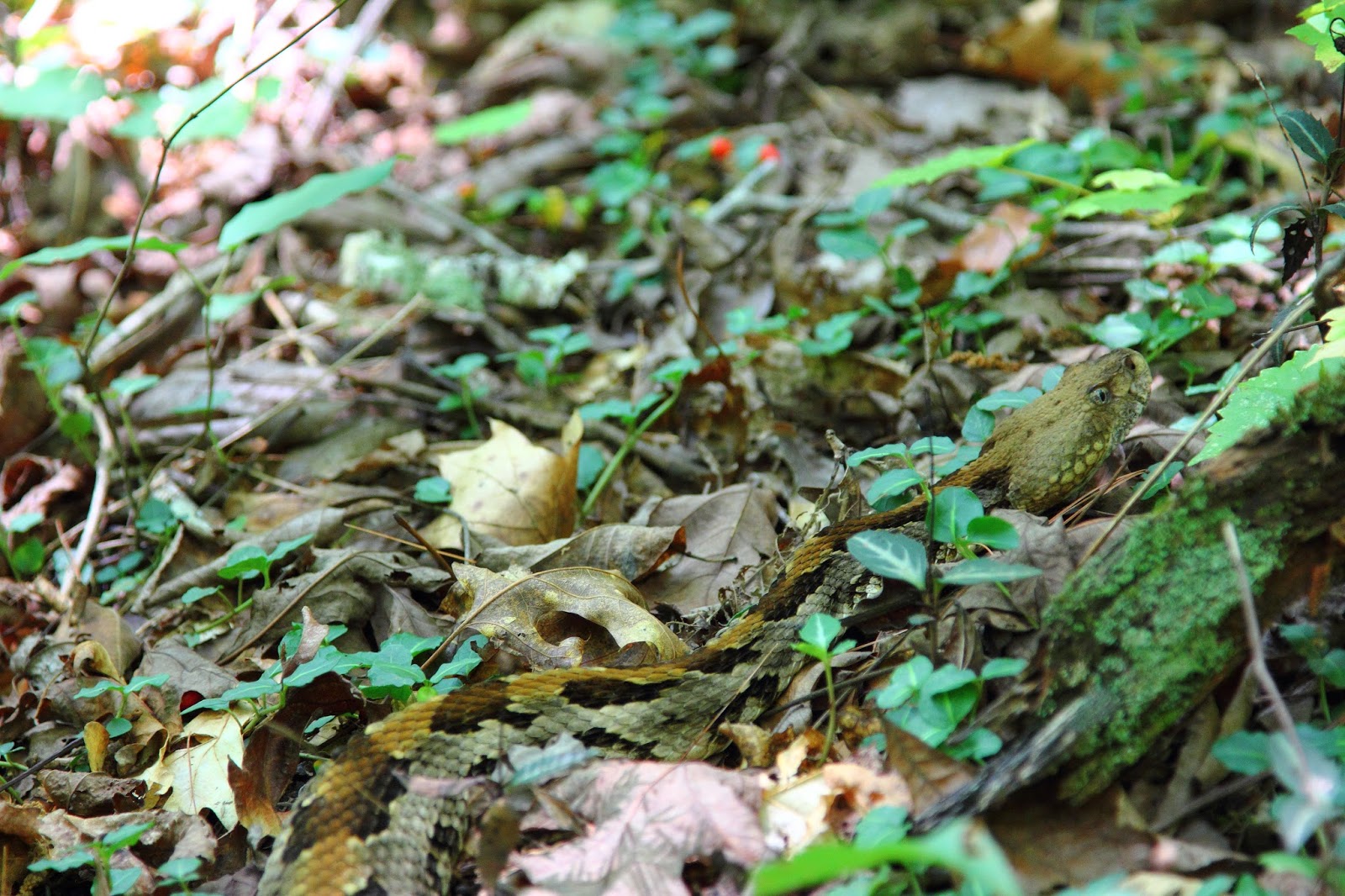 The World I See: Camouflage- timber rattlesnake