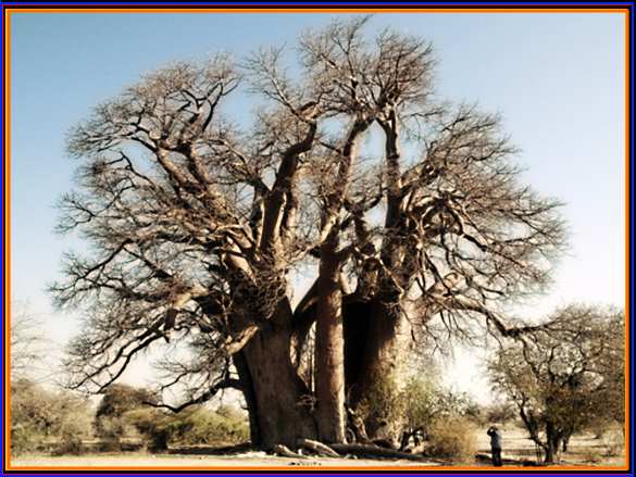 Pessimist Incarnate: The magnificent Baobab tree