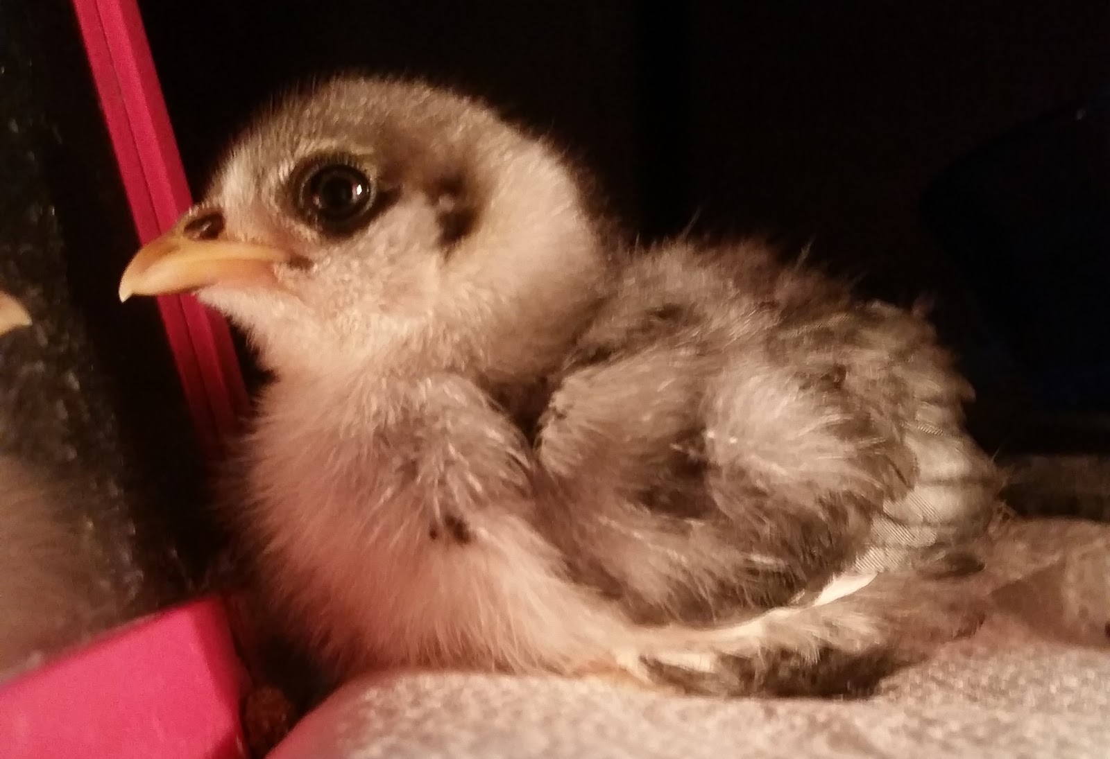 Feather Feet & Vulture Hocks: 2016