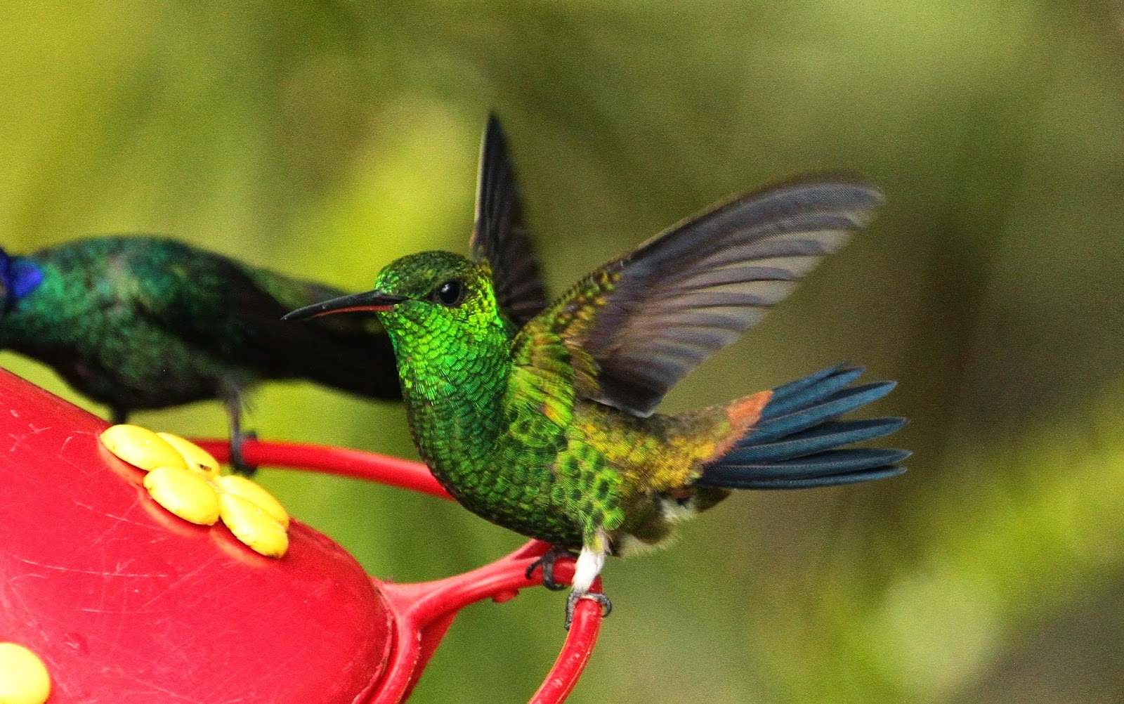 Nuestro bello mundo...: Hummingbirds, Colibris, third part, Pictures ...