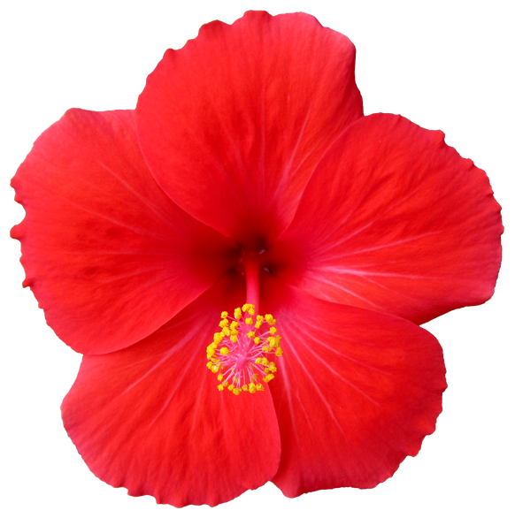 ハイビスカスの花と葉の輪郭切り抜き画像(ダウンロードフリー)