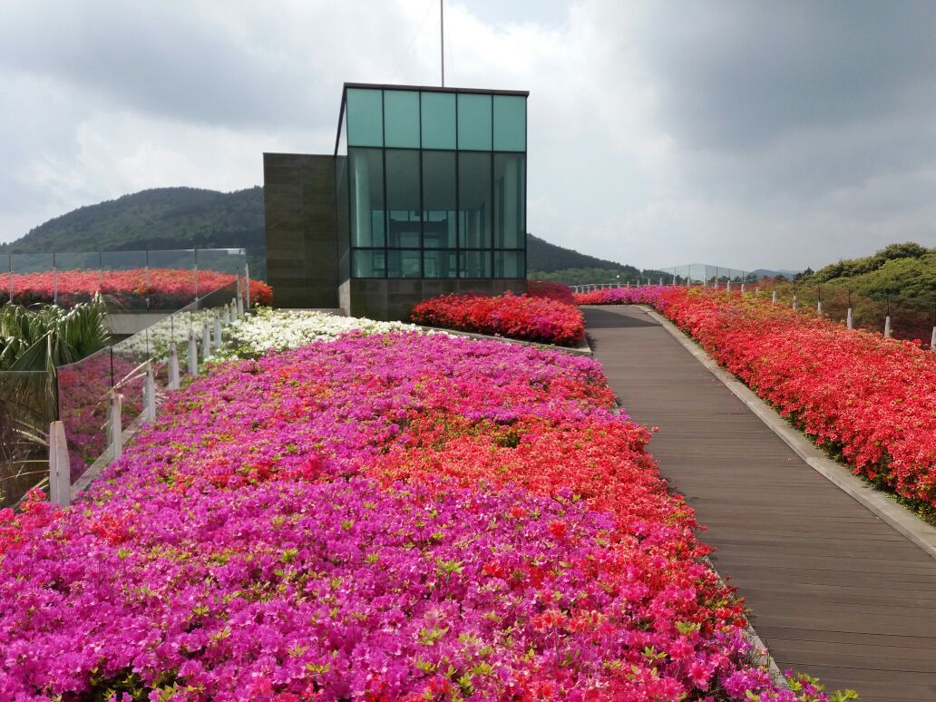 JEJU TAXI TOUR (SAMCHOON): [East] Maze Land Maze / 메이즈랜드