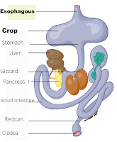 Nutrition and digestive system in birds