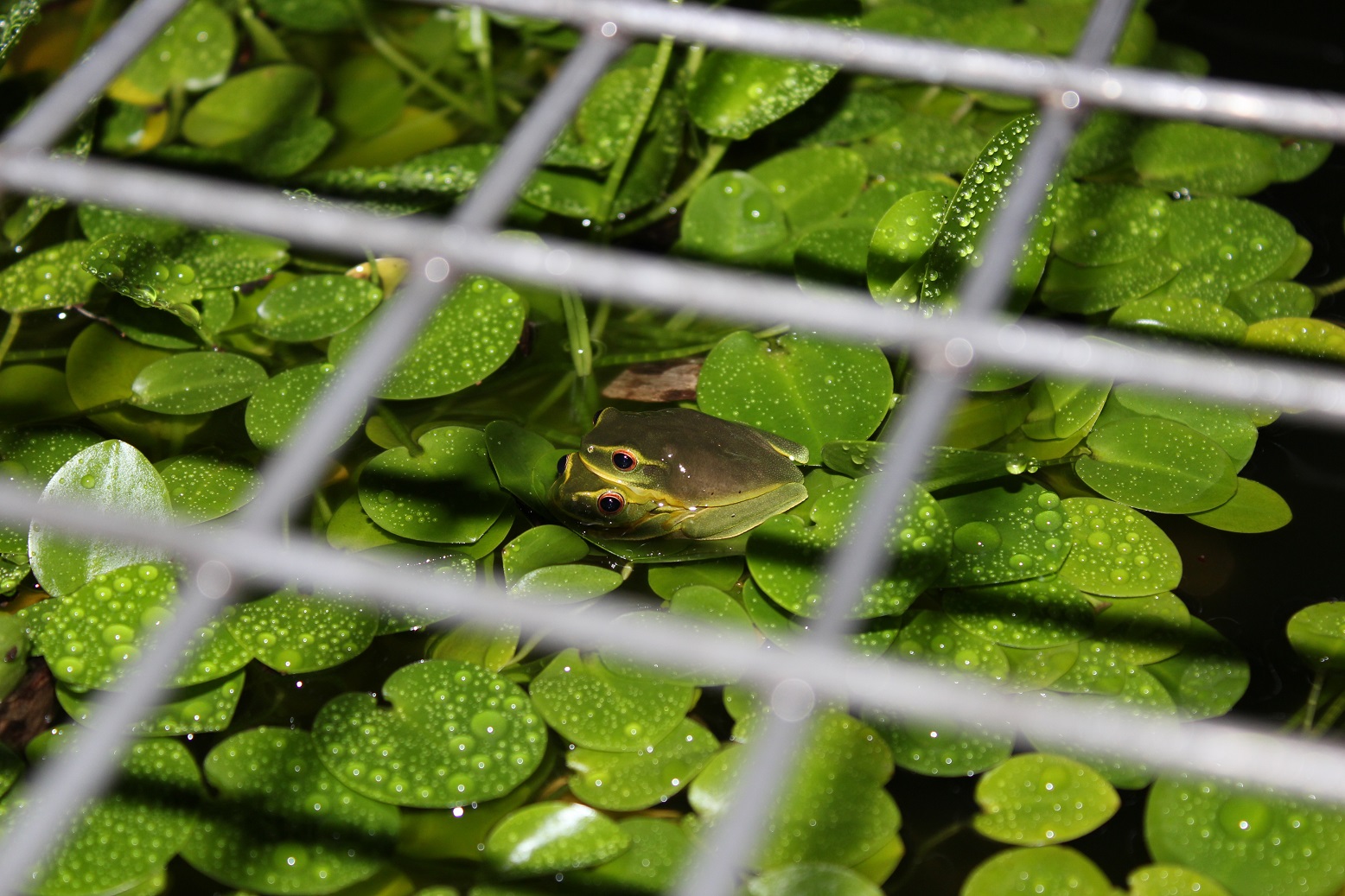 Brisbane Backyard Naturalist: Discovering, raising and releasing frogs.