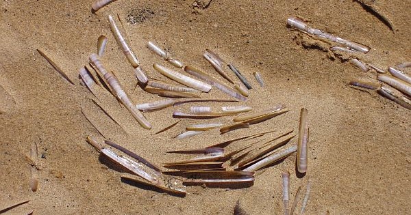 Our Vital Earth: Hockham Mere