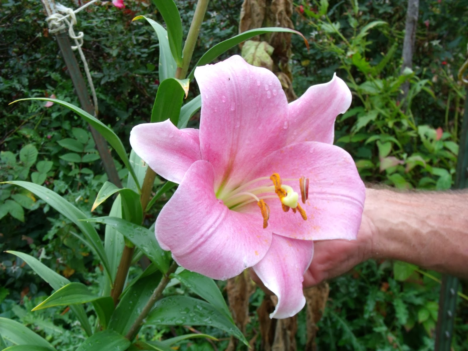 The Gardens of Gear Acres: Super Large Lilies