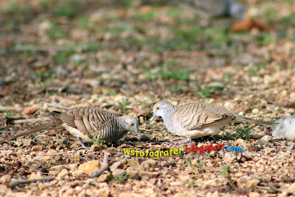 Ternak Perkutut Bangkok (Silang)