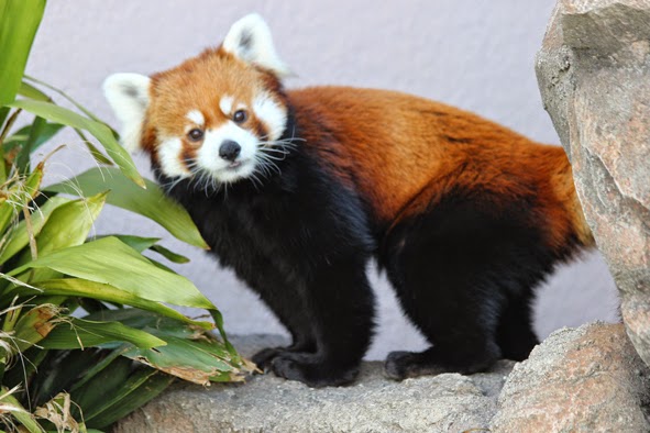 Zoos in Japan: The Panda in Kobe