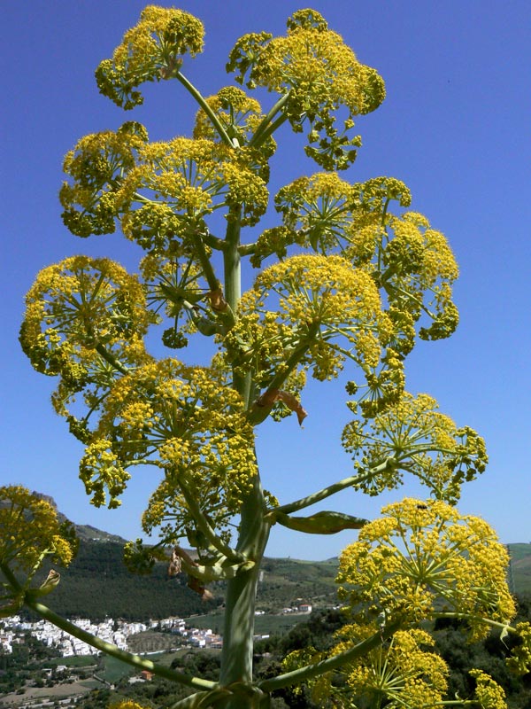 Wildflowers of Andalucia: Ferula communis