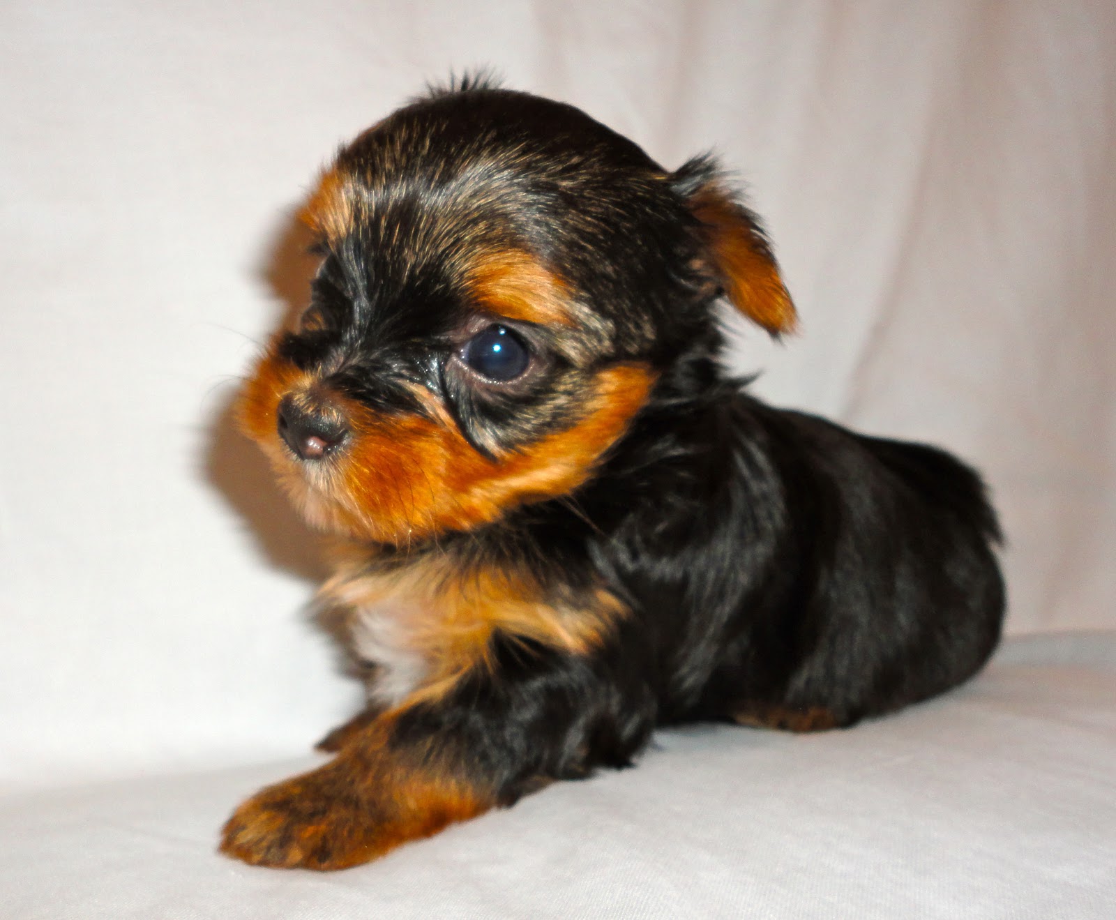 Courtney's AKC Yorkies: Puppies 4 Weeks Old