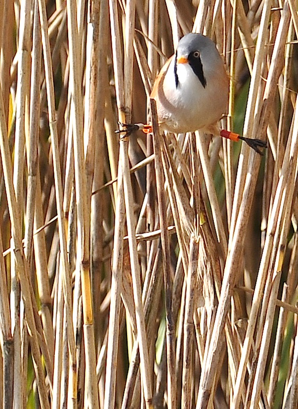 Birds and Their Habitats: October 2012