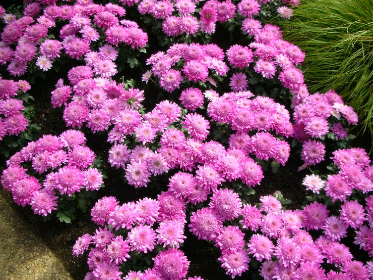 My Virtual Garden 2: Mum Day