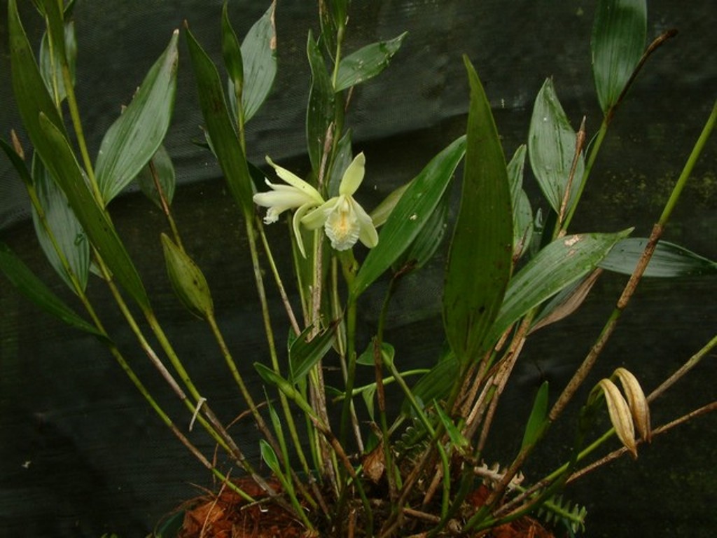 Sobralia