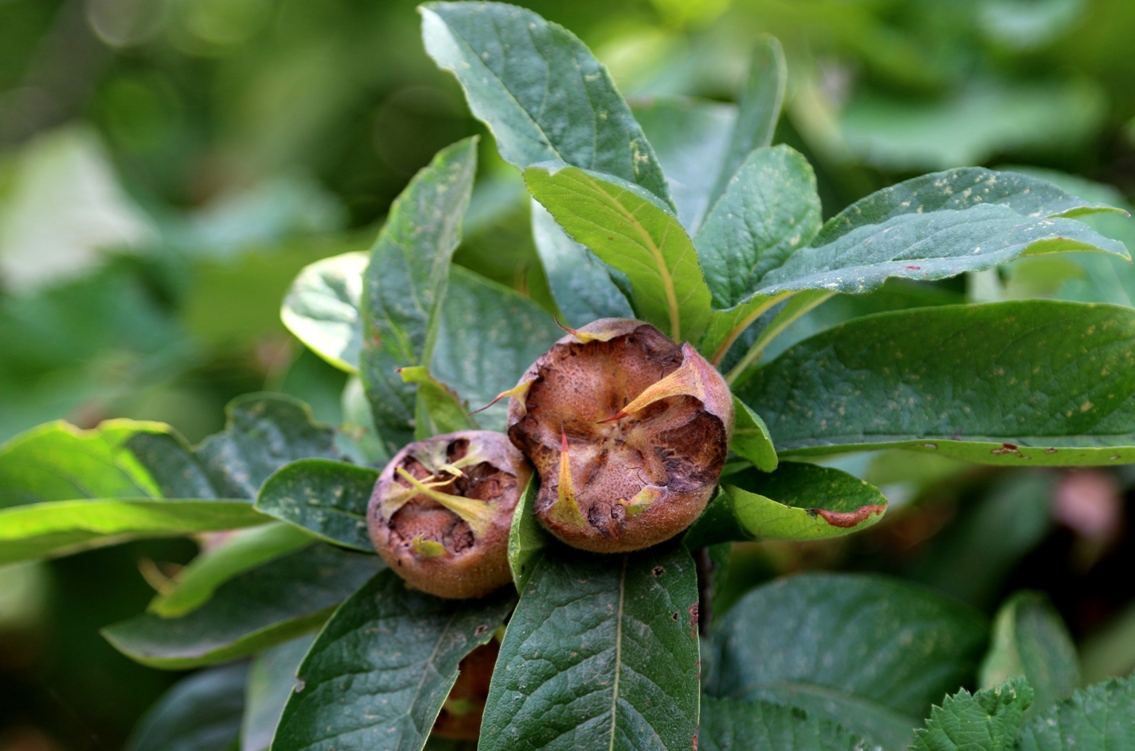 A photo, A thought............: Plant: Medlar...