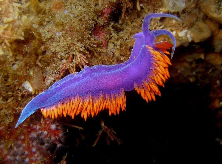 Nudibranch | The Life of Animals