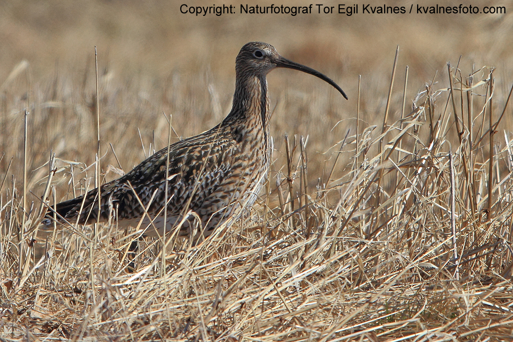 Naturfotograf Tor Egil Kvalnes: Store trekkfugler på snøfrie jorder