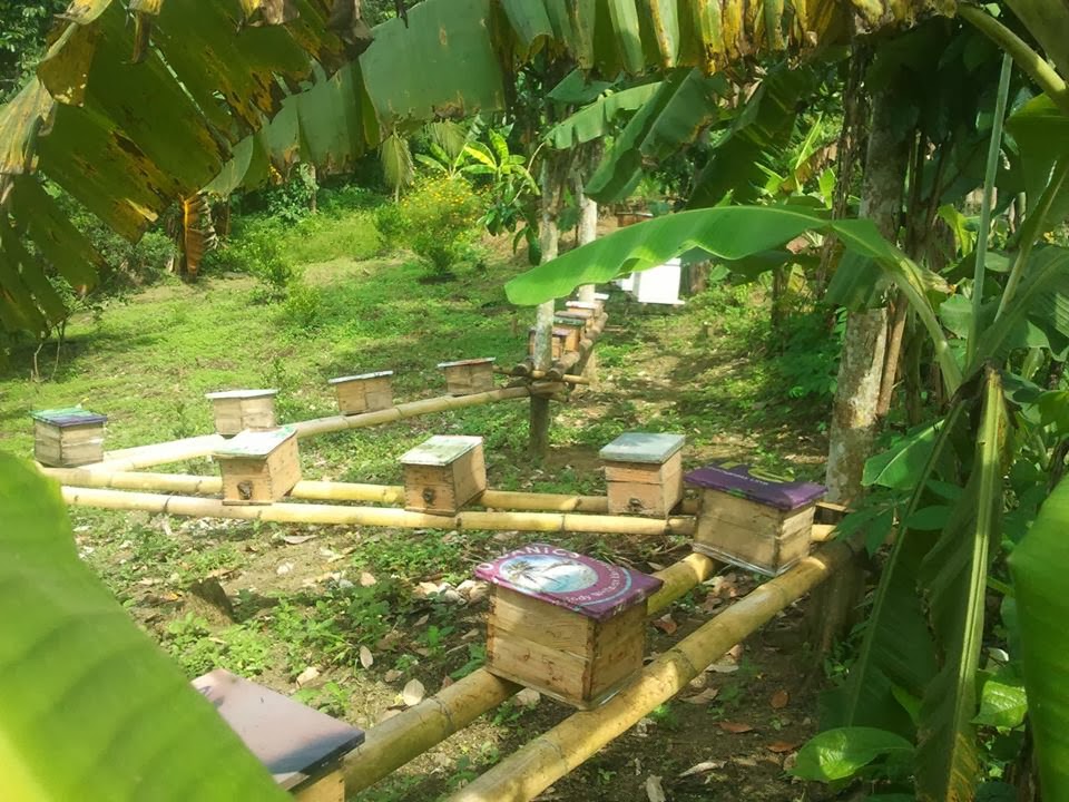 bradpetehoops: Trigona Stingless Bees and Kinds of Bees