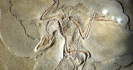 History of the Earth: October 19. The first bird