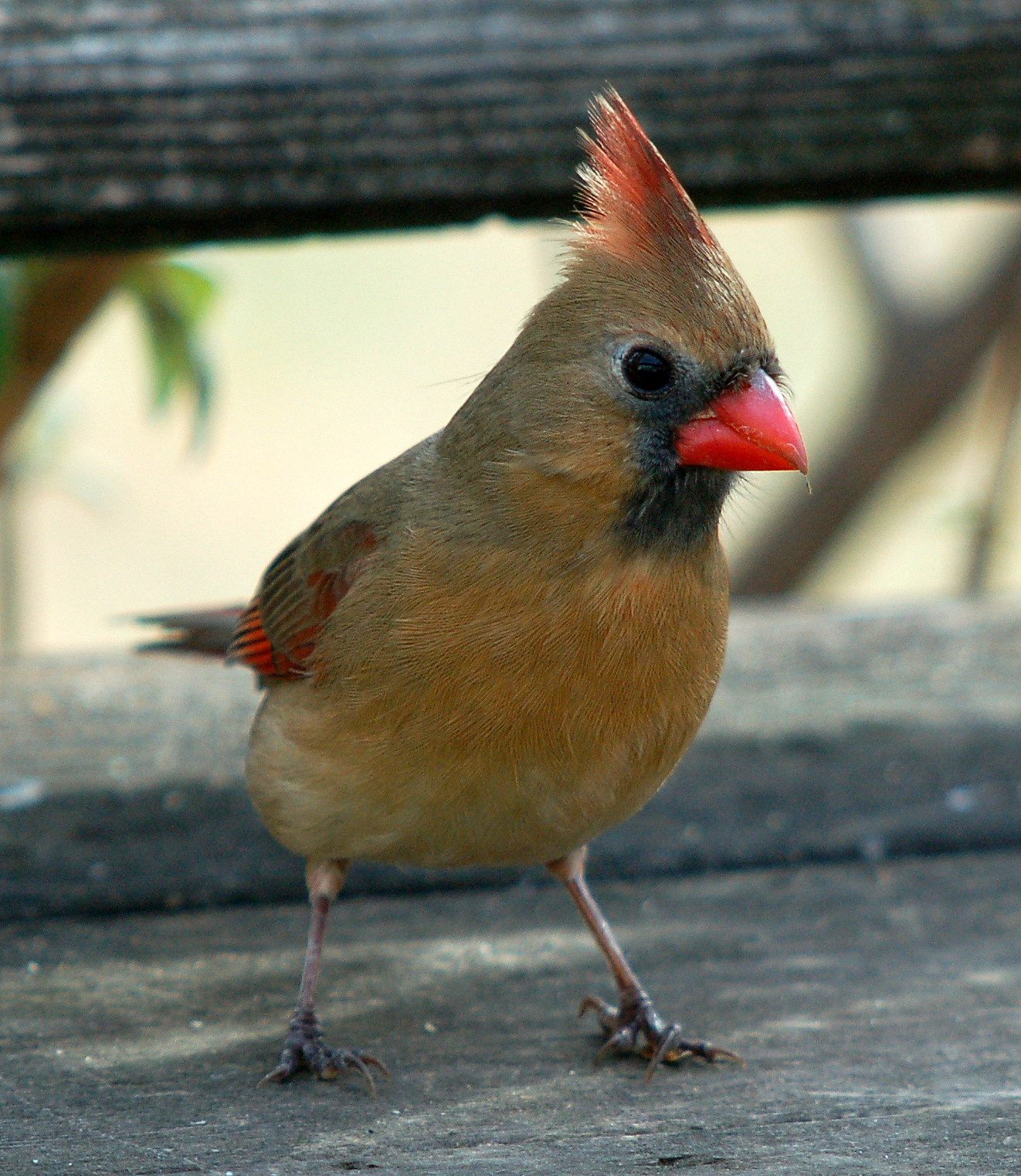 Spirit of the Cowgirl: Female Cardinals