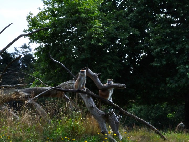 Little Fury Bugs: Zoo