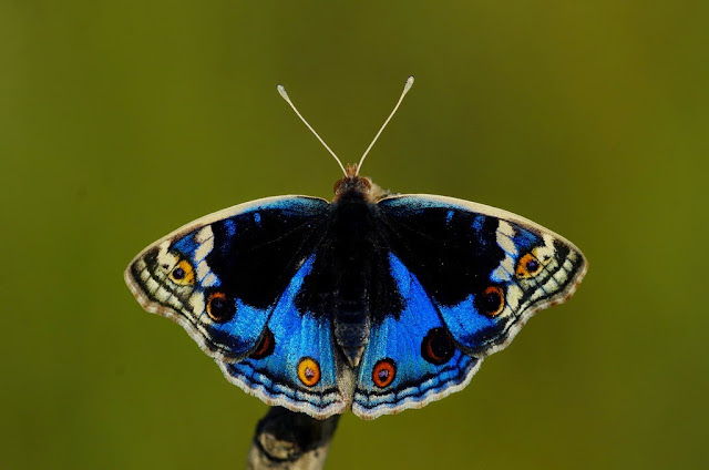 Butterflies of Turkey