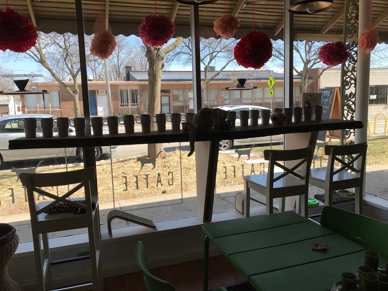 Eastside Cats: Vacation Travels: Ferndale Catfe' Lounge