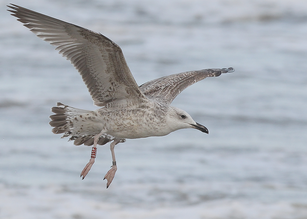 Richard Smith - Birdwatching Days Out: CASPIAN GULL, 1st winter, Red ...