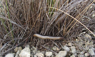 Mis experiencias mis imágenes: Milpiés (Diplópodos)