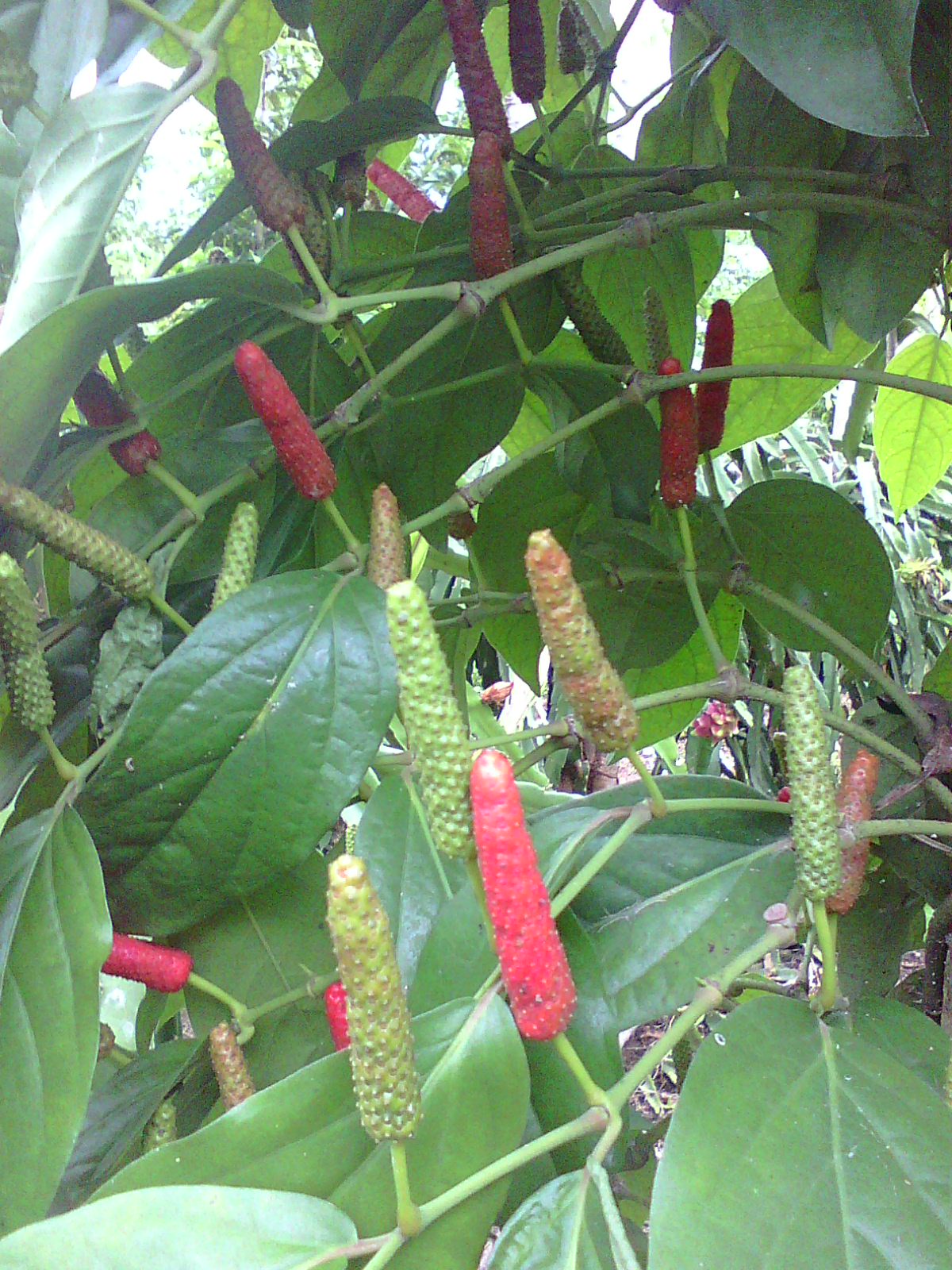 CABE JAMU JAMBEWANGI: Mei 2014