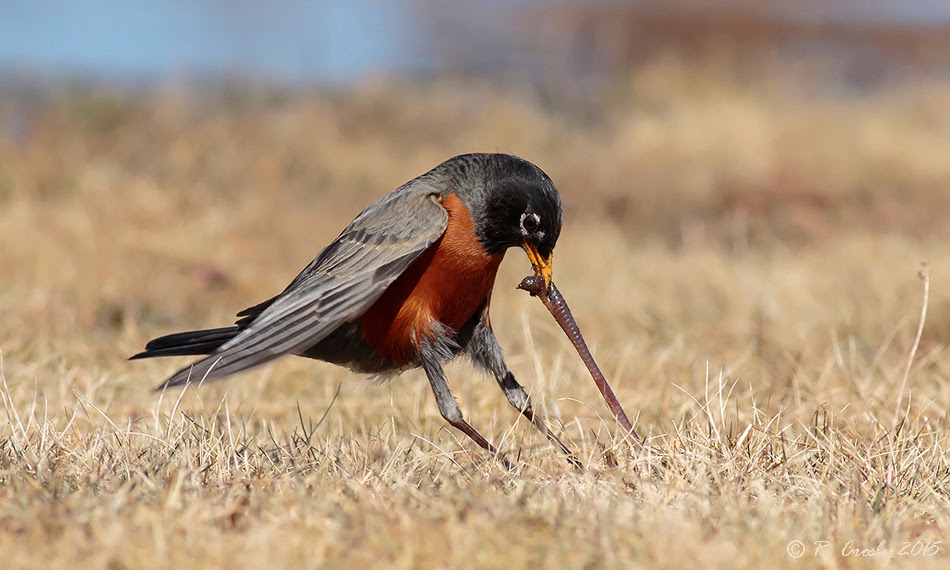 South Shore Birder: Robin and worm