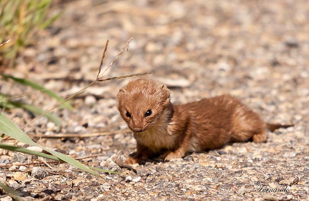 Pasión por la Naturaleza: La comadreja