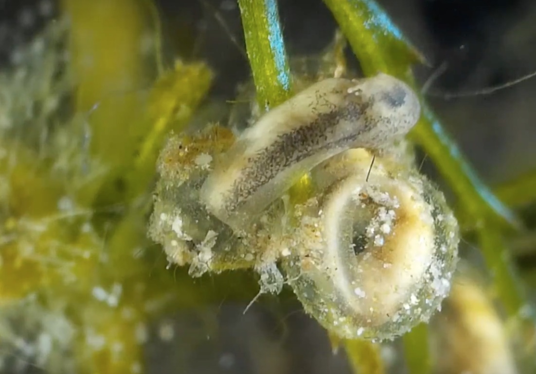 Springfield Plateau: Peeper Season