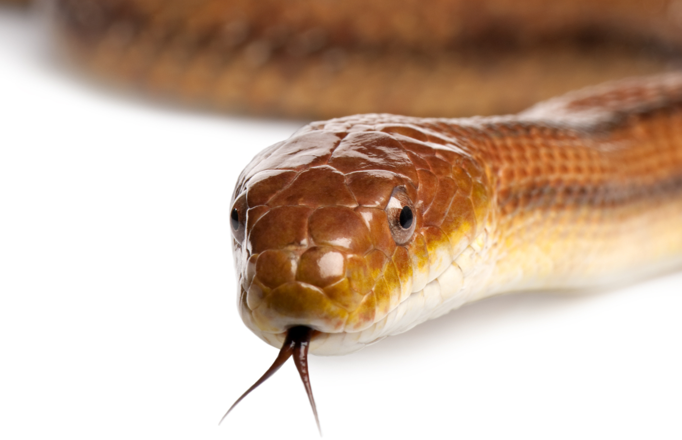 eScienceCommons: How fear skews our spatial perception