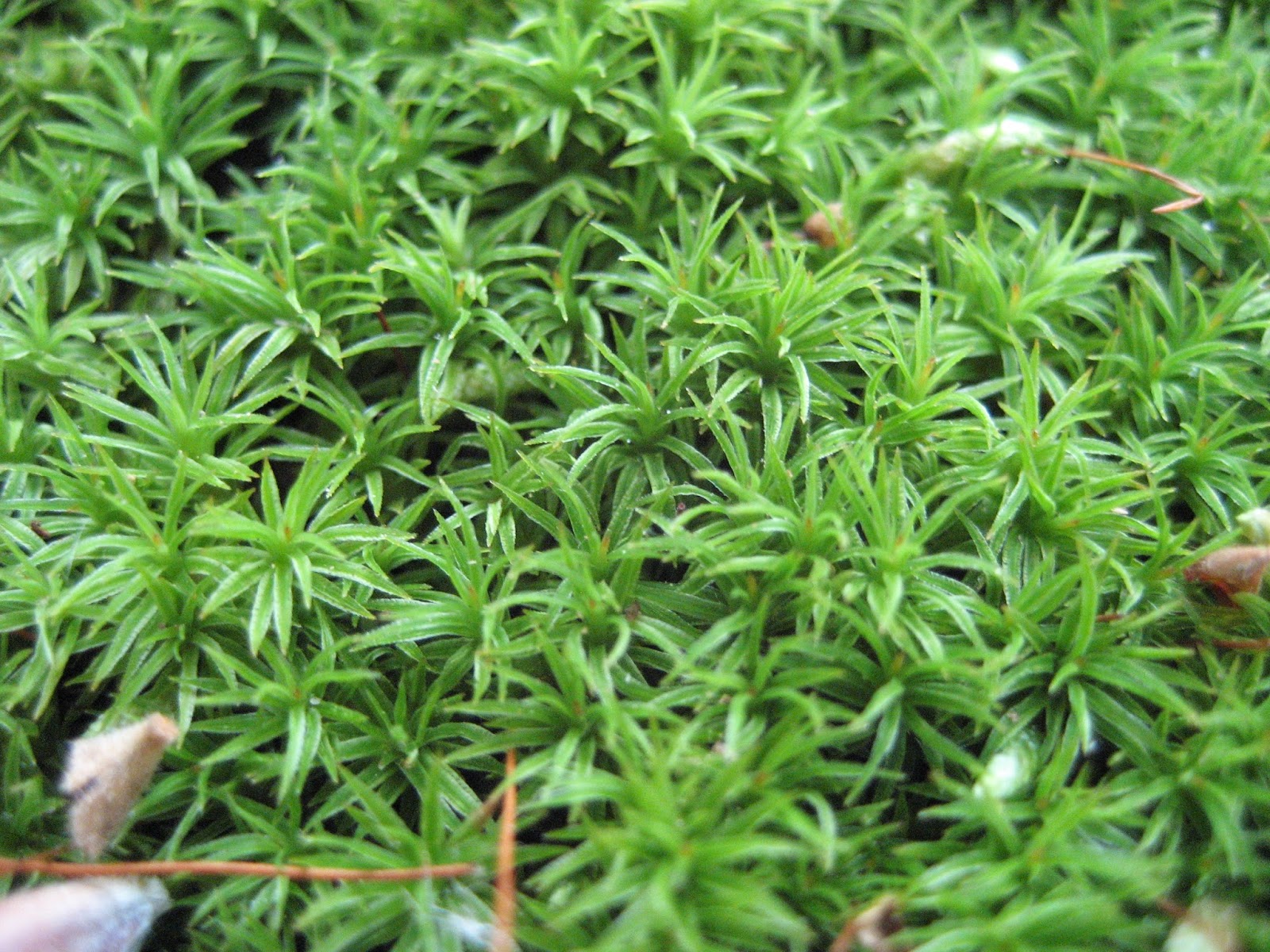 Discovering His Creation: Atrichum Moss (Atrichum angustatum)