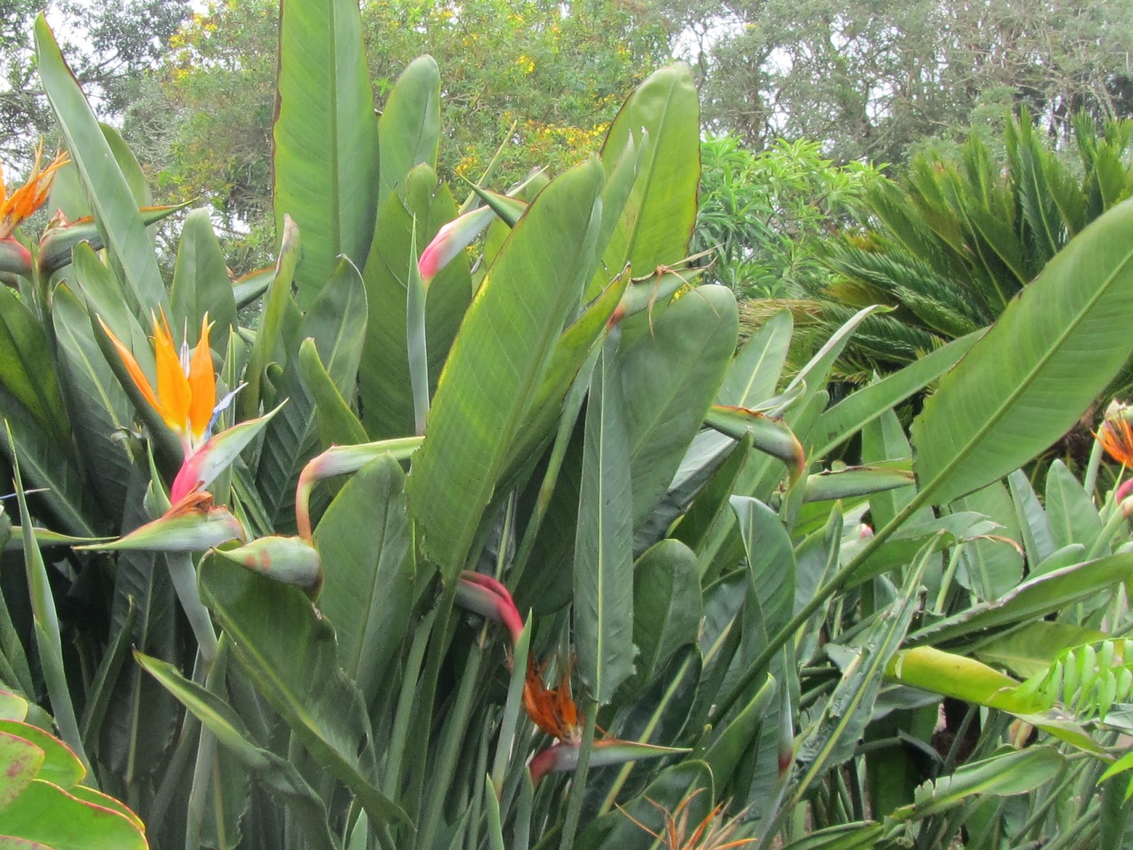 Come Coltivare la Strelitzia reginae, una Pianta dal Fiore a Forma di ...